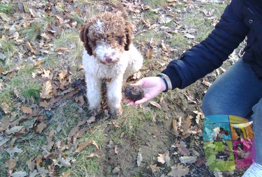 lagoto romanjolo zenka tartufarka