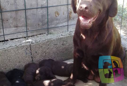 Cokoladni stenci Labrador retriver