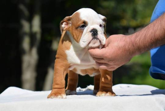 Engleski Buldog
