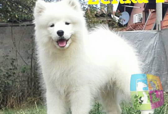 Samojed stenci