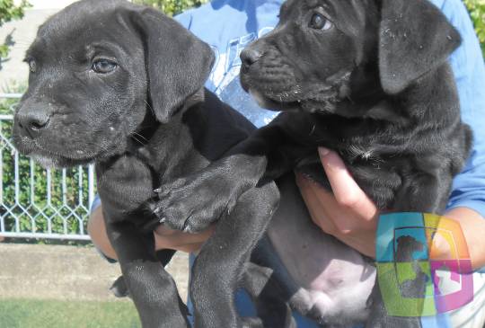 Vrhunska stenad cane corso