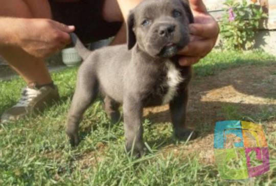 Cane corso stenci