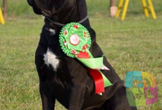 Cane Corso Stenci