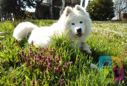 Samojed za parenje