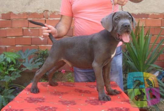 cane corso prvobirani stenci sive boje