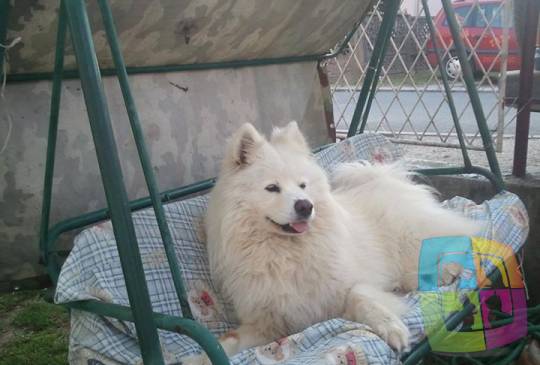 Samojed za parenje