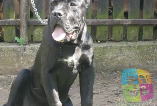 Cane corso žensko štene