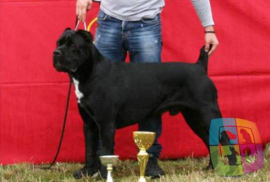 Cane corso stenad