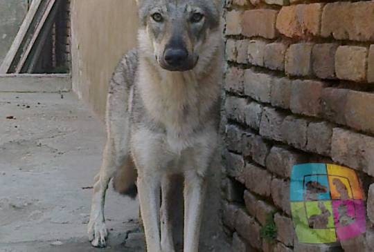 čehoslovački vučji pas na prodaju