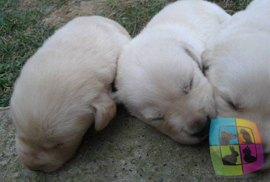 NA PRODAJU STENCI LABRADORA!