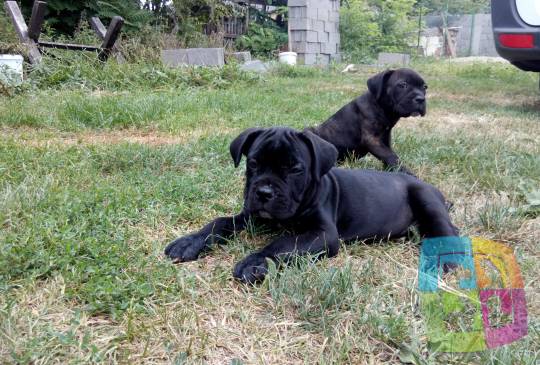 Cane Corso štenci