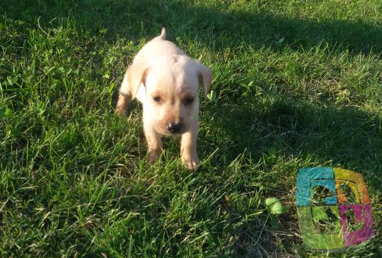 Zenke labradora na prodaju :)