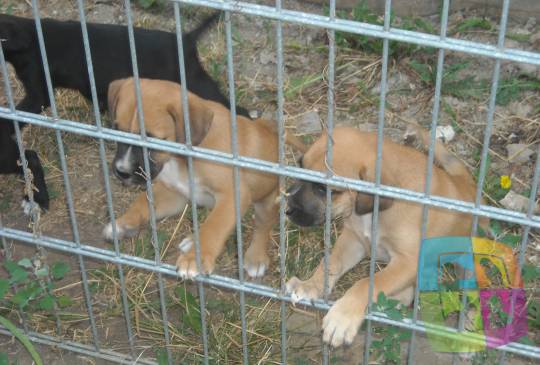 Na prodaju stenci Boksera i Labradora