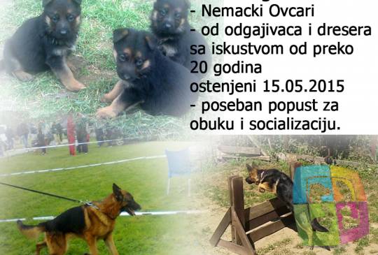 Nemacki ovcari - Stenad i Obuka