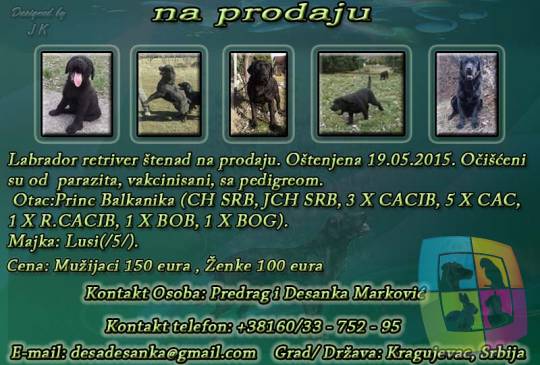 Labrador retriver štenad na prodaju