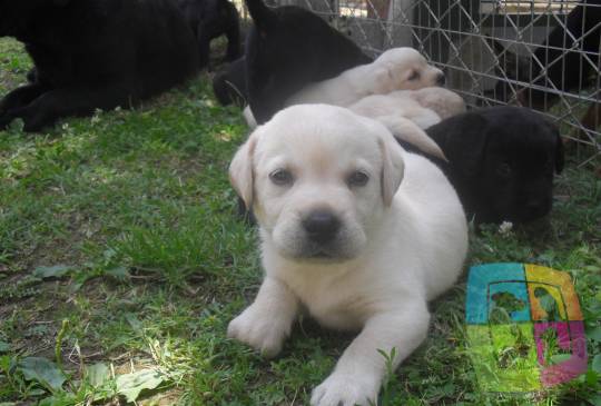 Labrador retriver