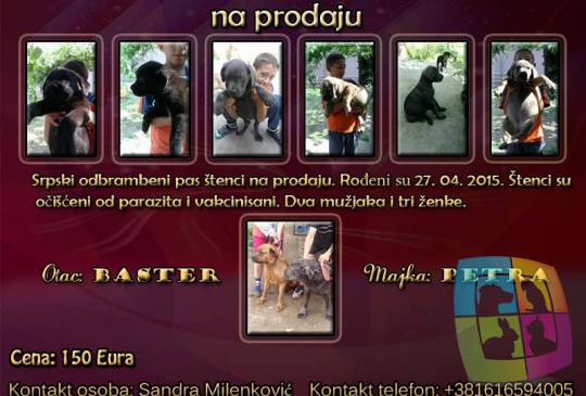 Srpski odbrambeni pas štenci na prodaju