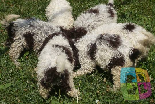 Na prodaju stenad LAGOTTO ROMAGNOLO