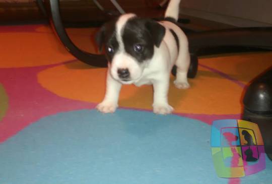 JACK RUSSEL TERRIER STENCI