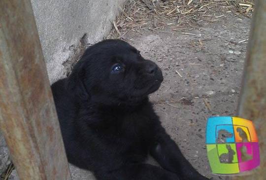 Stene Labradora - Crne Boje,Zenka