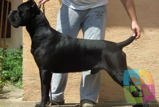 Stenci za prodaju Kane Korso(Cane Corso)