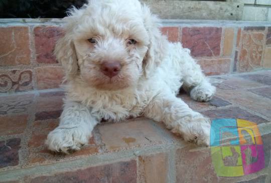 Lagotto stenci od radnih roditelja