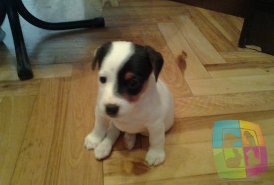 Prodajem Jack Russell Terijere