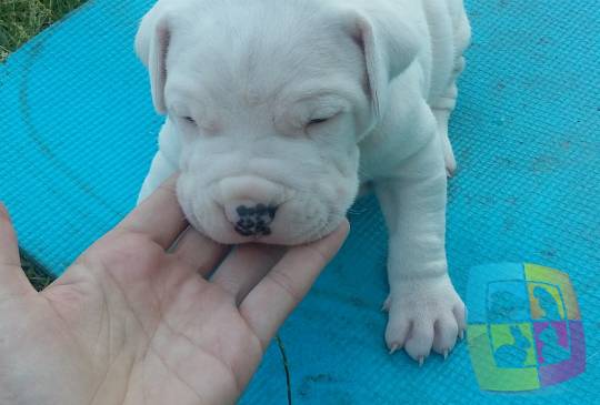 Dogo Argentino stenci