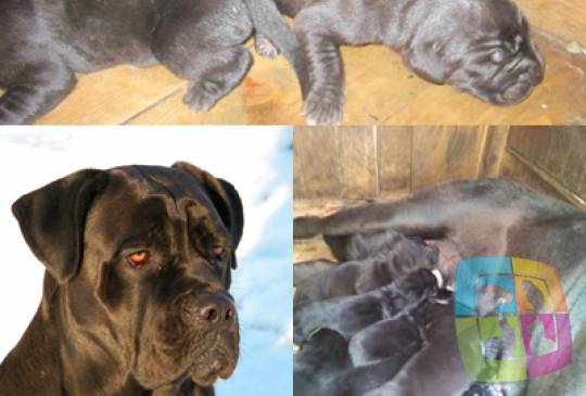 Na prodaju Cane Corso moze i zamena