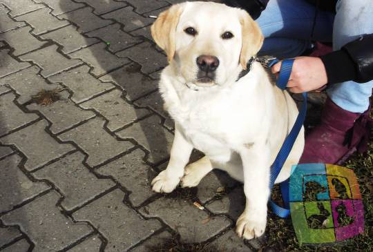 Labrador retriver prodaja