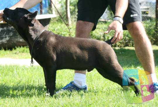 Cane Corso stene na prodaju