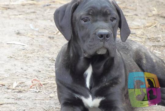 Cane Corso stene