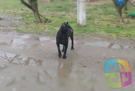 Cane corso stenci