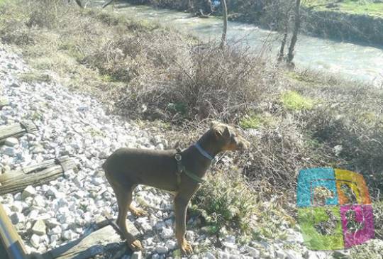 Doberman 4 Meseca Kupirane Usi