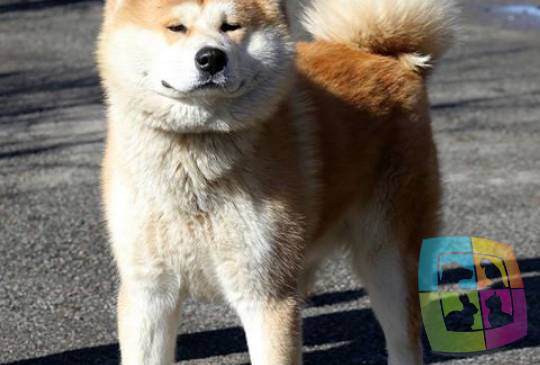 Akita Inu mužijak