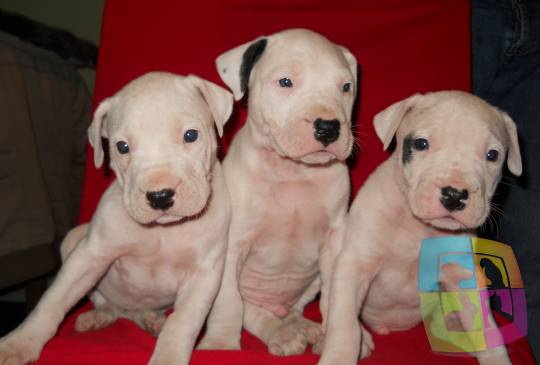 Dogo Argentino štenci