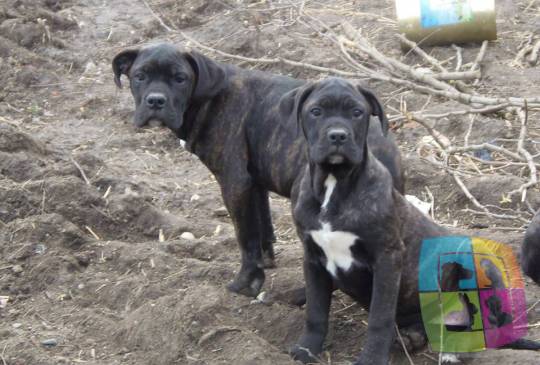 Cane Corso Stenci