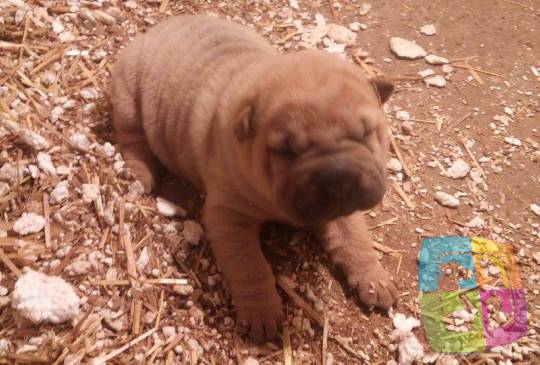 Prvo birano musko stene Shar Pei-a