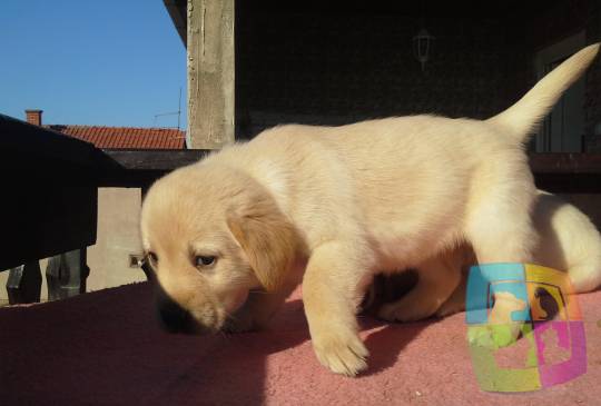 vrhusko leglo labrador retriver