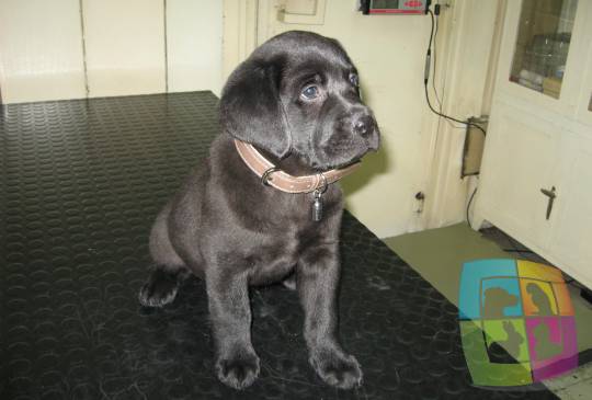 Štene labrador retrivera.