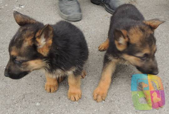 Nemački ovčari - prodaja i poklon