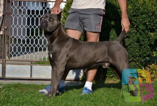 prodajem stene cane corso