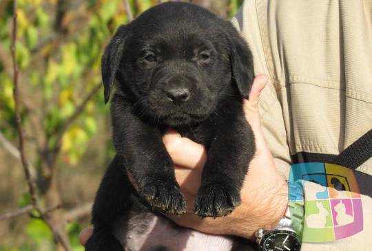 Labrador Retriver Stenci