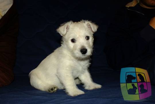 Westie stenci