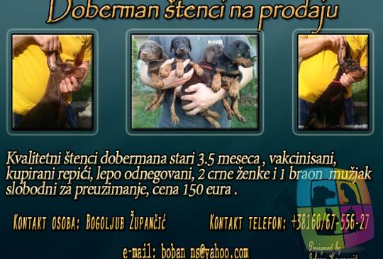 Doberman štenci na prodaju