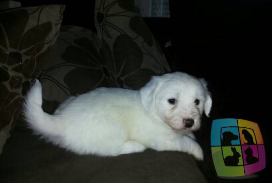 Coton de Tulear muzjak