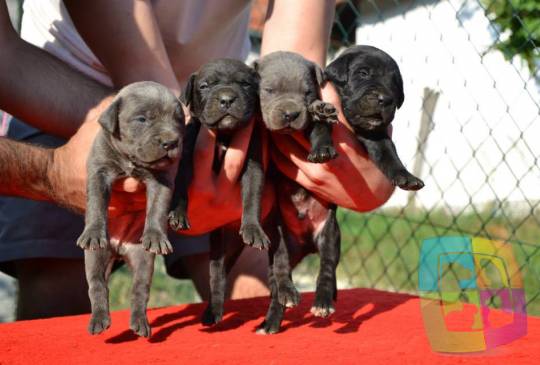 Cane Corso prvobirano stene