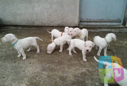 Odlicni Stenci Dogo Argentino