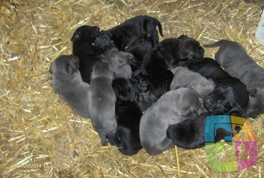 Cane corso sampionskog porekla