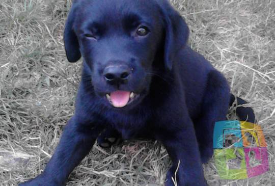 Labrador retriver crni stenci